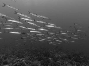 8 Dangerous Worldly Counsels And Why They Are Ungodly - Gene S. Whitehead